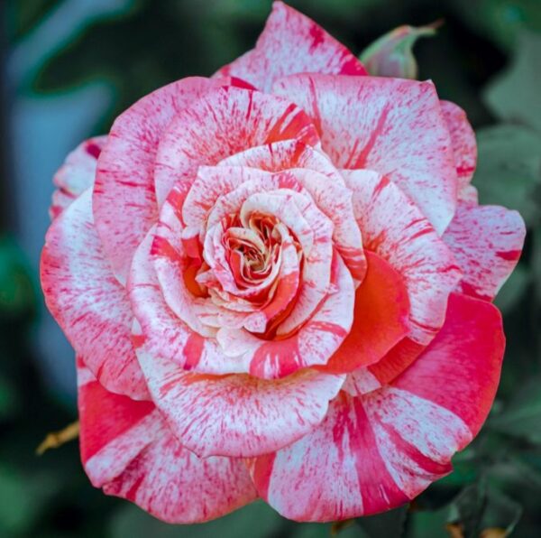 Alba Roses - Classic White Garden Roses